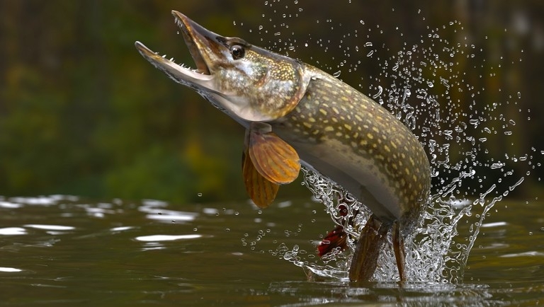 A csuka, a süllő és a német bucó versenyez az év hala címért